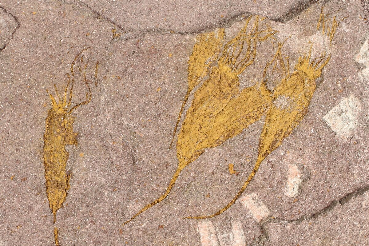 6.8" Wide Eocrinoid (Ascocystites) Plate - Ordovician (#81534) For Sale ...