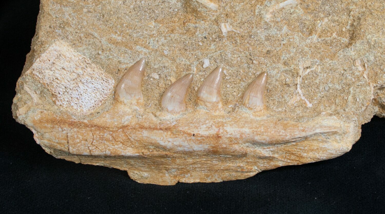 Halisaurus (Mosasaur) Jaw Section With 4 Teeth (#7819) For Sale ...