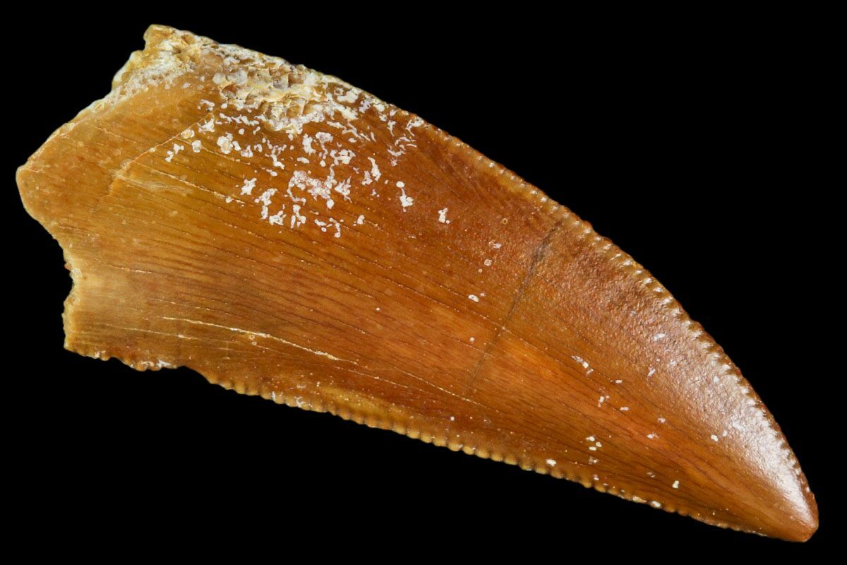 .92" Raptor Tooth - Real Dinosaur Tooth (#102709) For Sale - FossilEra.com