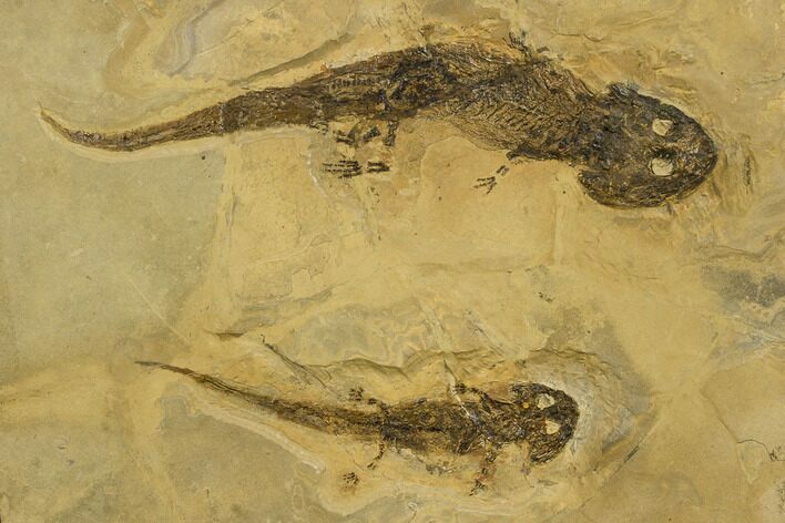 Two Permian Amphibians (Sclerocephalus) - Pfalz, Germany (#113336) For ...