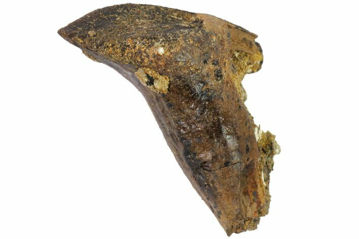 Excellent, 1.55" Rooted Ceratopsid (Chasmosaurus) Tooth - Montana ...