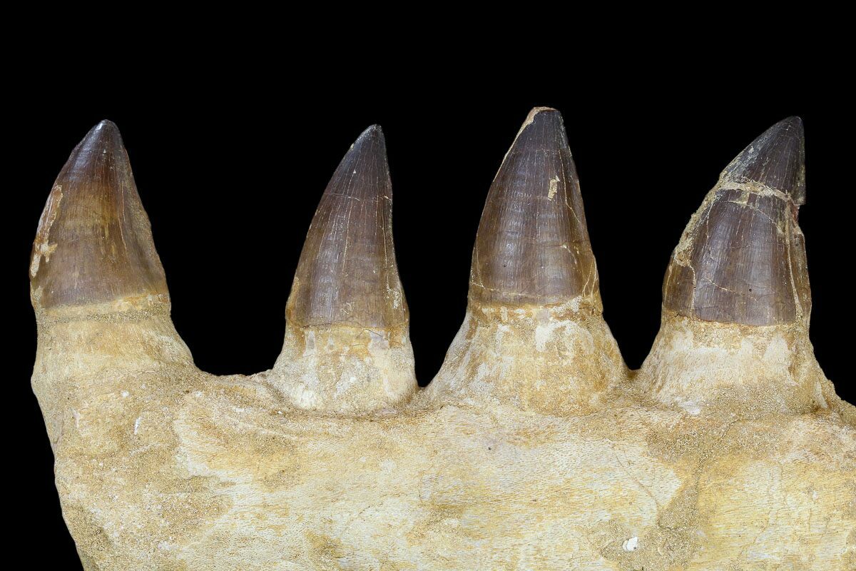 9.5" Mosasaur (Prognathodon) Jaw Section - Morocco For Sale (#115784 ...