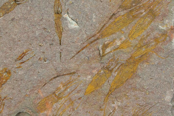 6.8" Wide Eocrinoid (Ascocystites) Plate - Ordovician (#115892) For ...