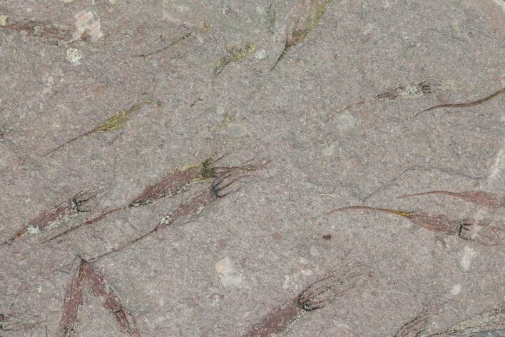 12" Wide Eocrinoid (Ascocystites) Plate - Ordovician (#115918) For Sale ...