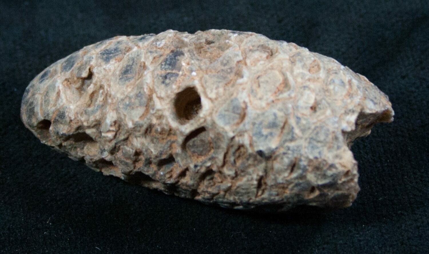 Agatized Fossil Pine (Seed) Cone From Morocco (#8111) For Sale ...