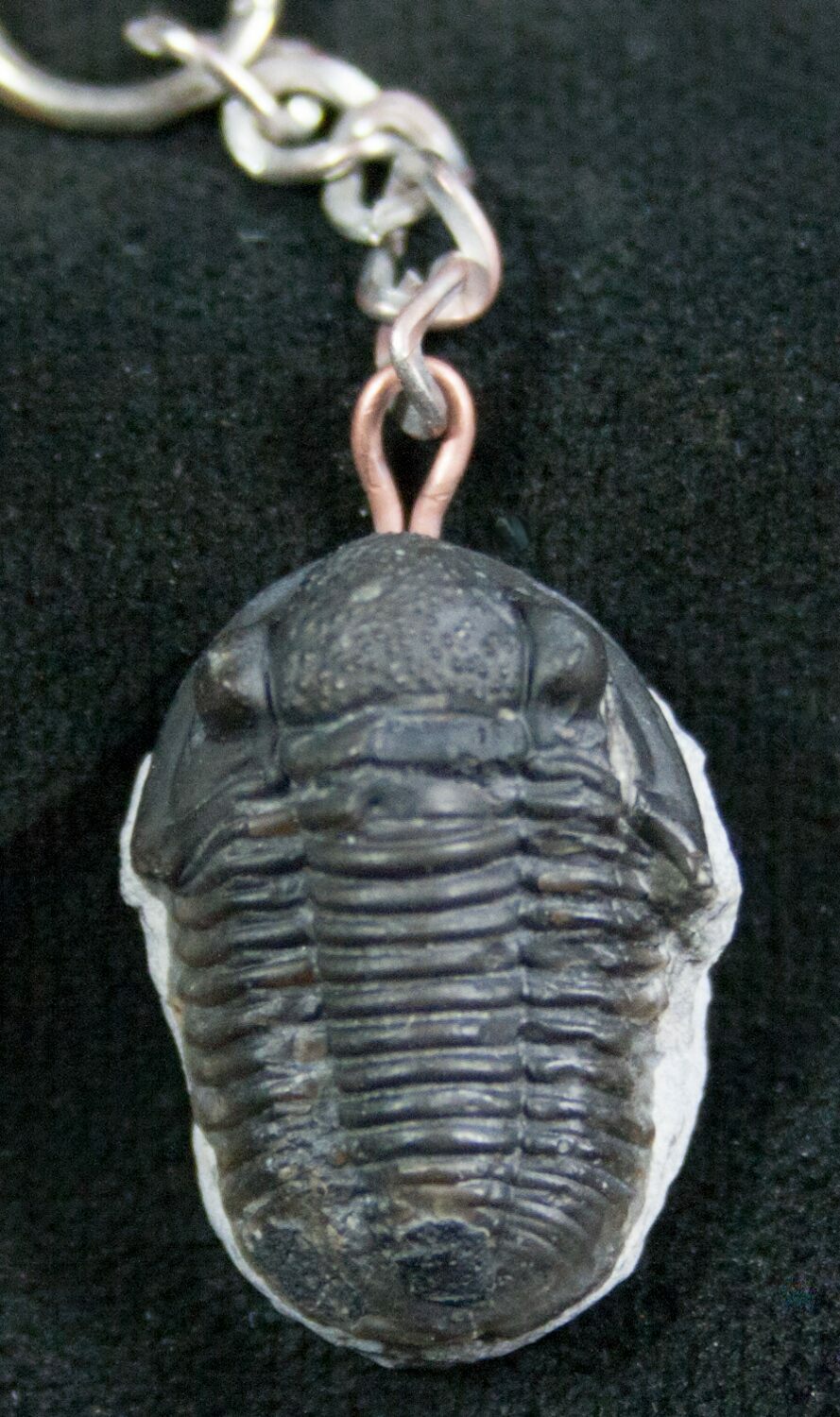Authentic Gerastos Trilobite Fossil Pendant (#8128) For Sale ...