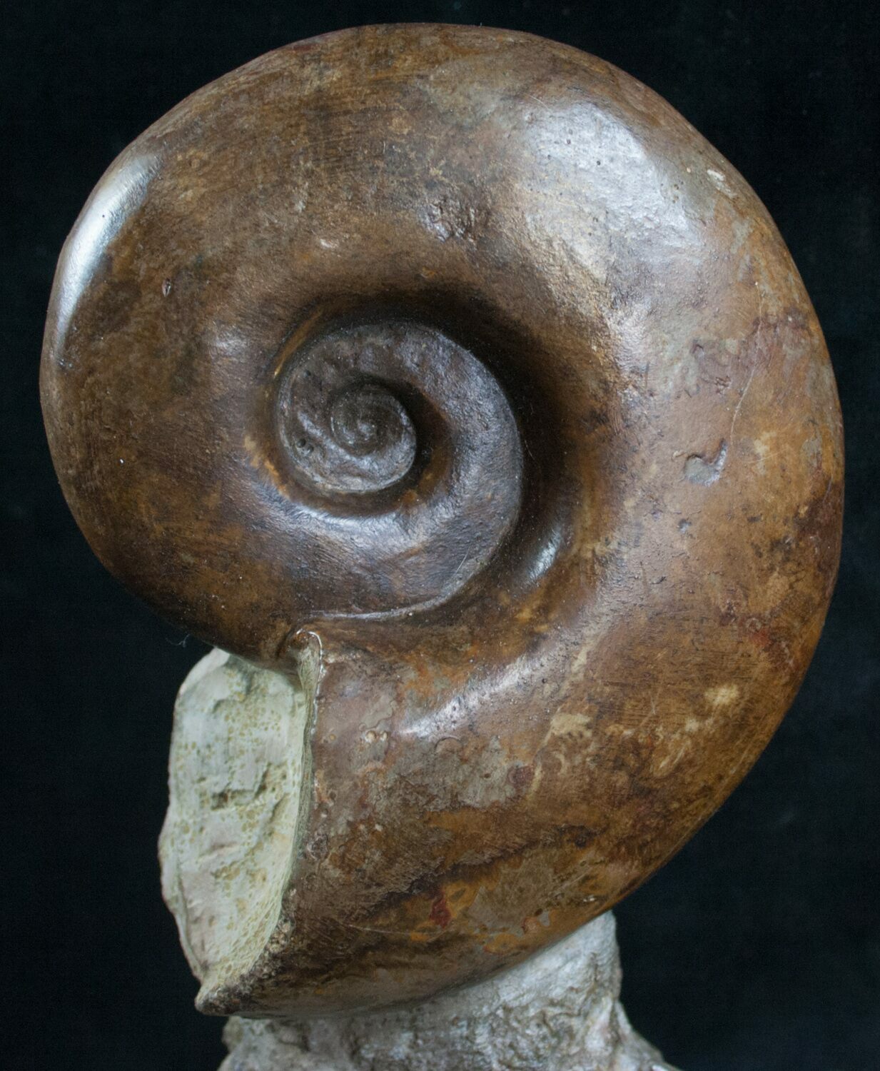 Lytoceras Ammonite Sculpture From France - 9" For Sale (#8211 ...