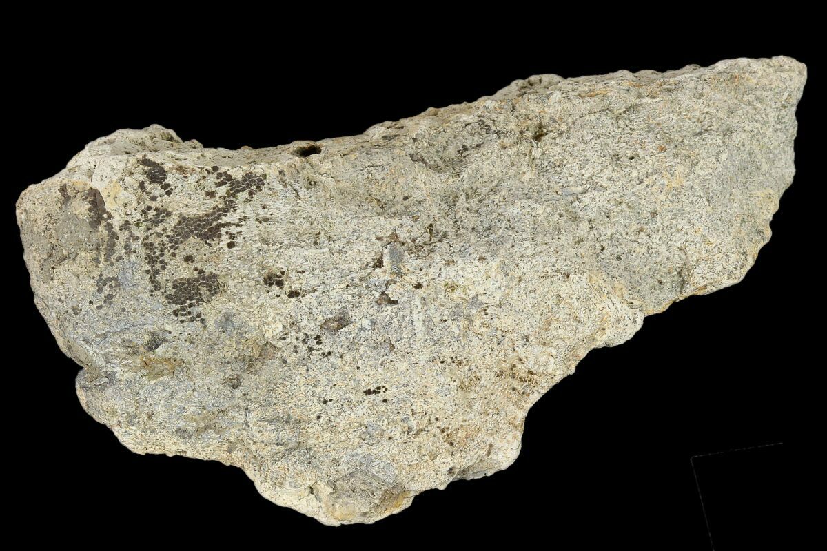 3" Fossil Triceratops Bone Section - North Dakota (#117555) For Sale ...