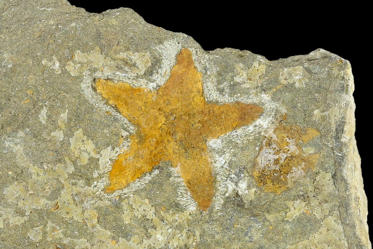 1.05" Ordovician Starfish (Petraster?) Fossil - Morocco (#118052) For ...
