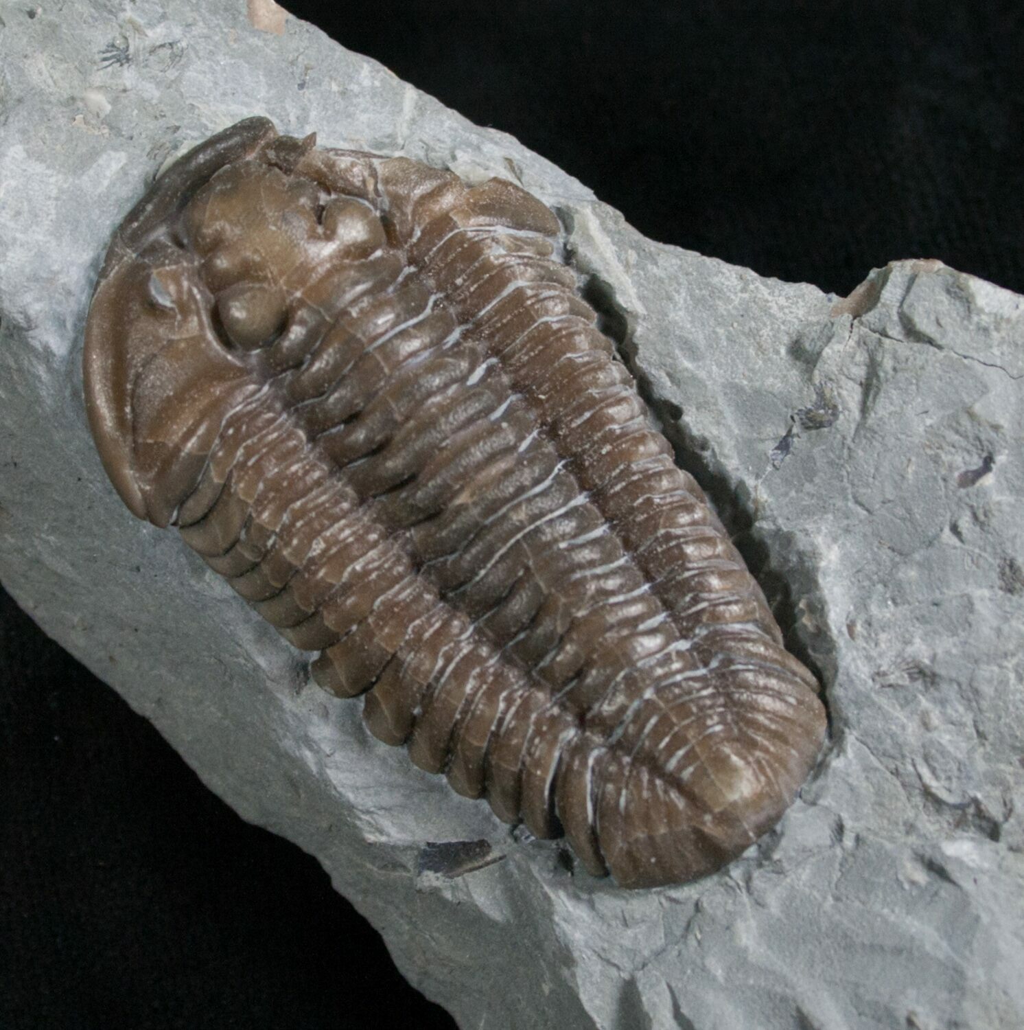 Large Flexicalymene Trilobite From Ohio - 1.63" (#8328) For Sale ...