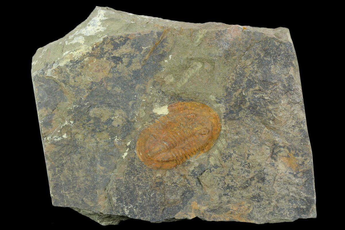 1.4" Red, Ordovician Asaphellus Trilobite - Morocco (#120149) For Sale ...