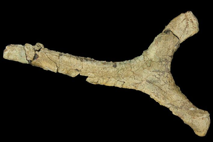 12" Cretaceous Crocodile Rib Section - Hell Creek Formation (#120060 ...