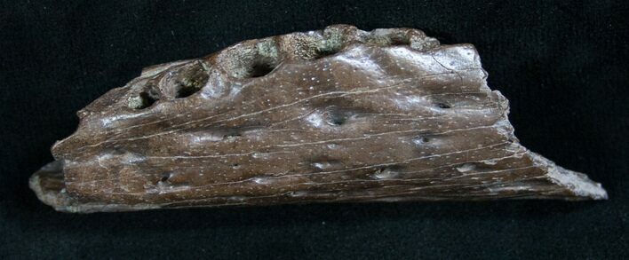 Leidyosuchus (Crocodilian) Jaw Section - Hell Creek (#8361) For Sale ...