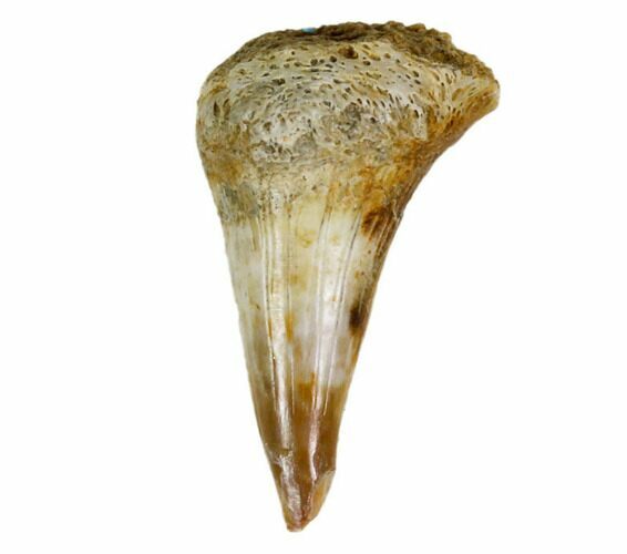 .65" Fossil Amphibian (Eryops) Tooth - Texas (#115702) For Sale ...