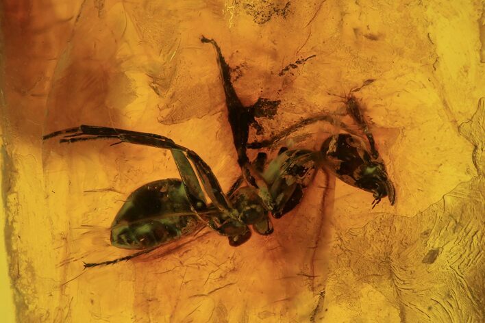 7mm Fossil Ant (Formicidae) In Baltic Amber (#120651) For Sale ...
