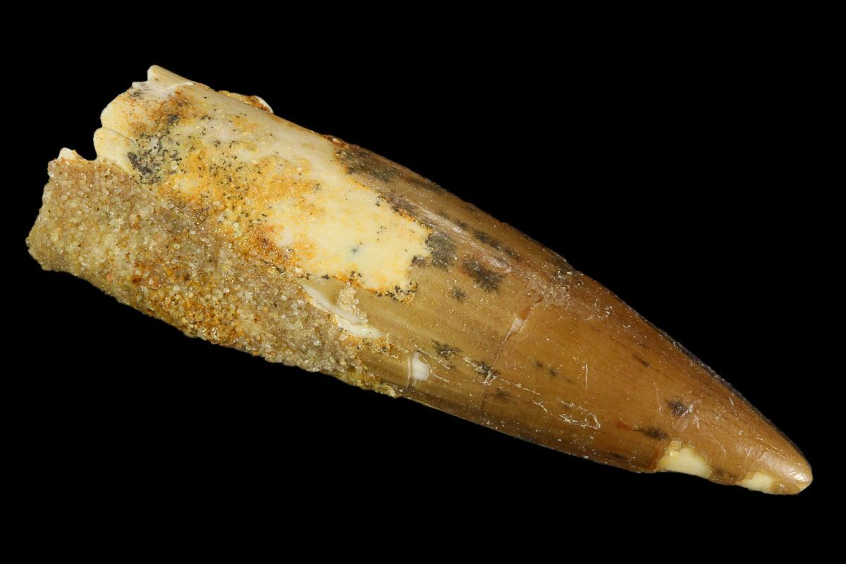 Bargain, 1.4" Spinosaurus Tooth - Real Dinosaur Tooth (#117695) For ...