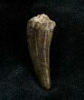 1.13 Inch Albertosaurus Tooth From Montana (#1378) For Sale - FossilEra.com