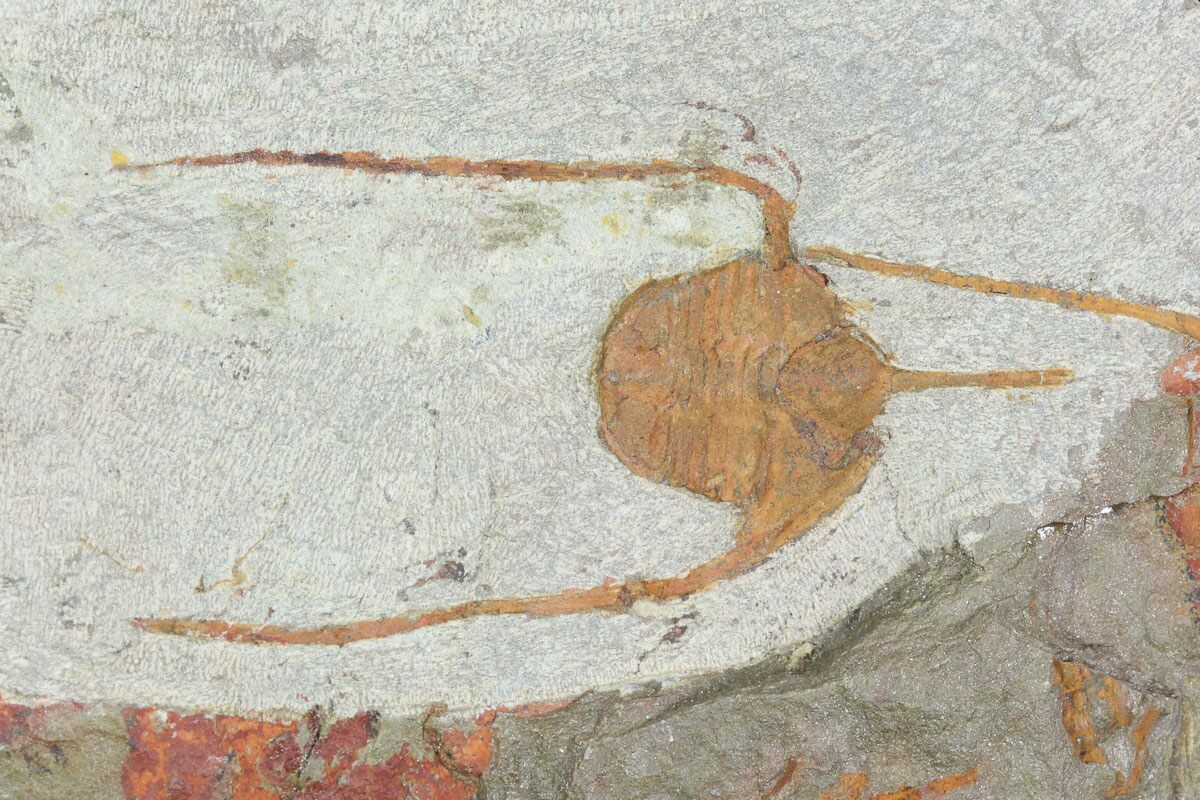 Two Lonchodomas (Ampyx) Trilobites - Morocco (#120744) For Sale ...