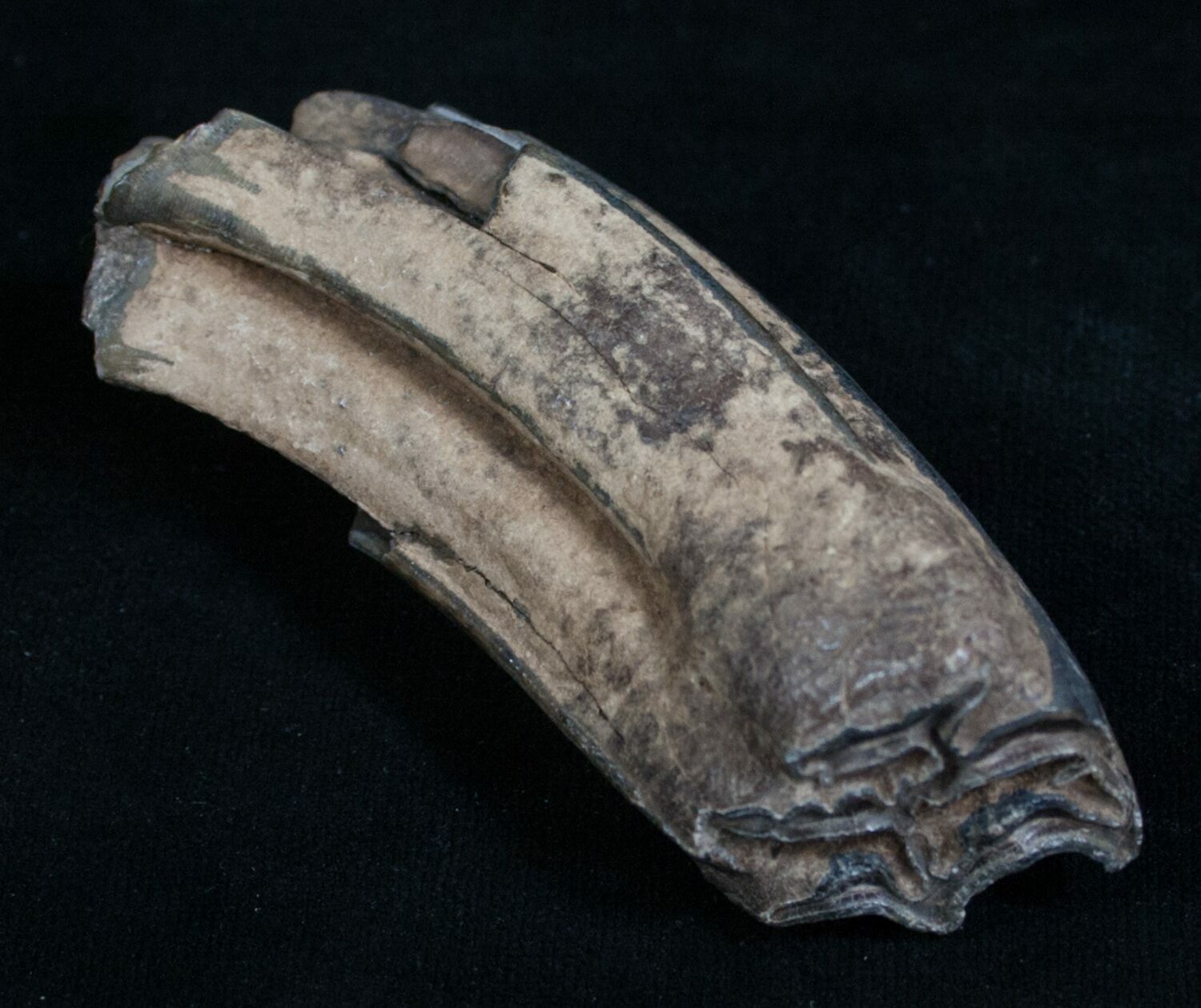 Pleistocene Fossil Horse Tooth - Florida (#8536) For Sale - FossilEra.com