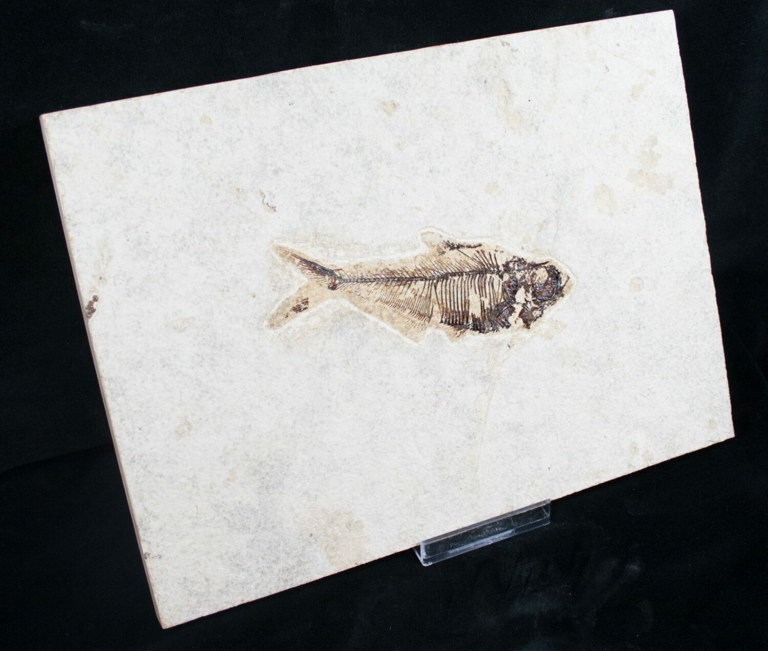 4.7" Diplomystus Fossil Fish On Large Slab (#8571) For Sale - FossilEra.com