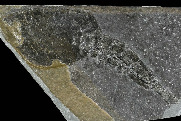 Rare, 3.7" Silurian Phyllocarid (Ceratiocaris) Fossil - Scotland ...