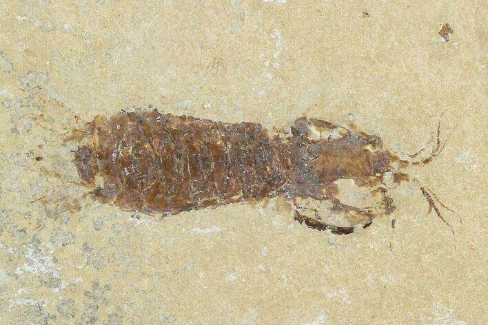 1.4" Fossil Mantis Shrimp (Pseudosculda) - Lebanon (#123992) For Sale ...
