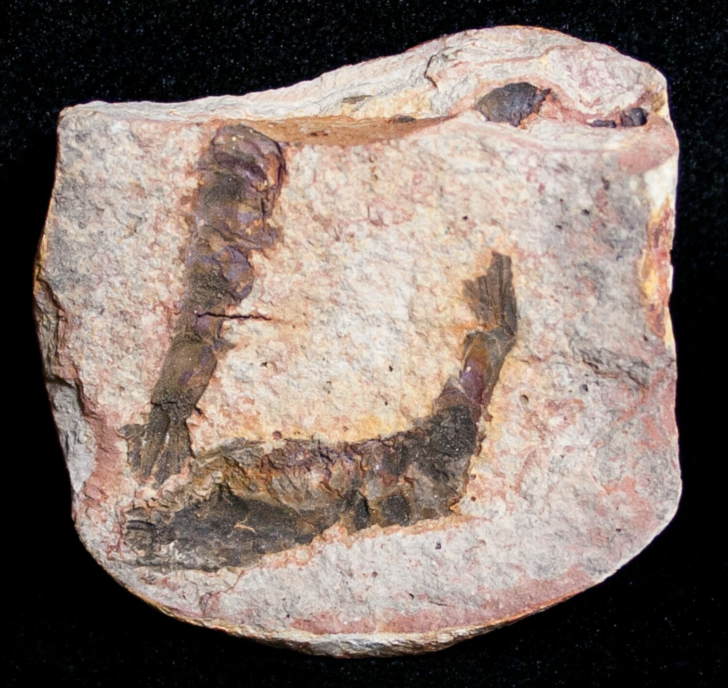 Triassic Fossil Shrimp From Madagascar (#8650) For Sale - FossilEra.com