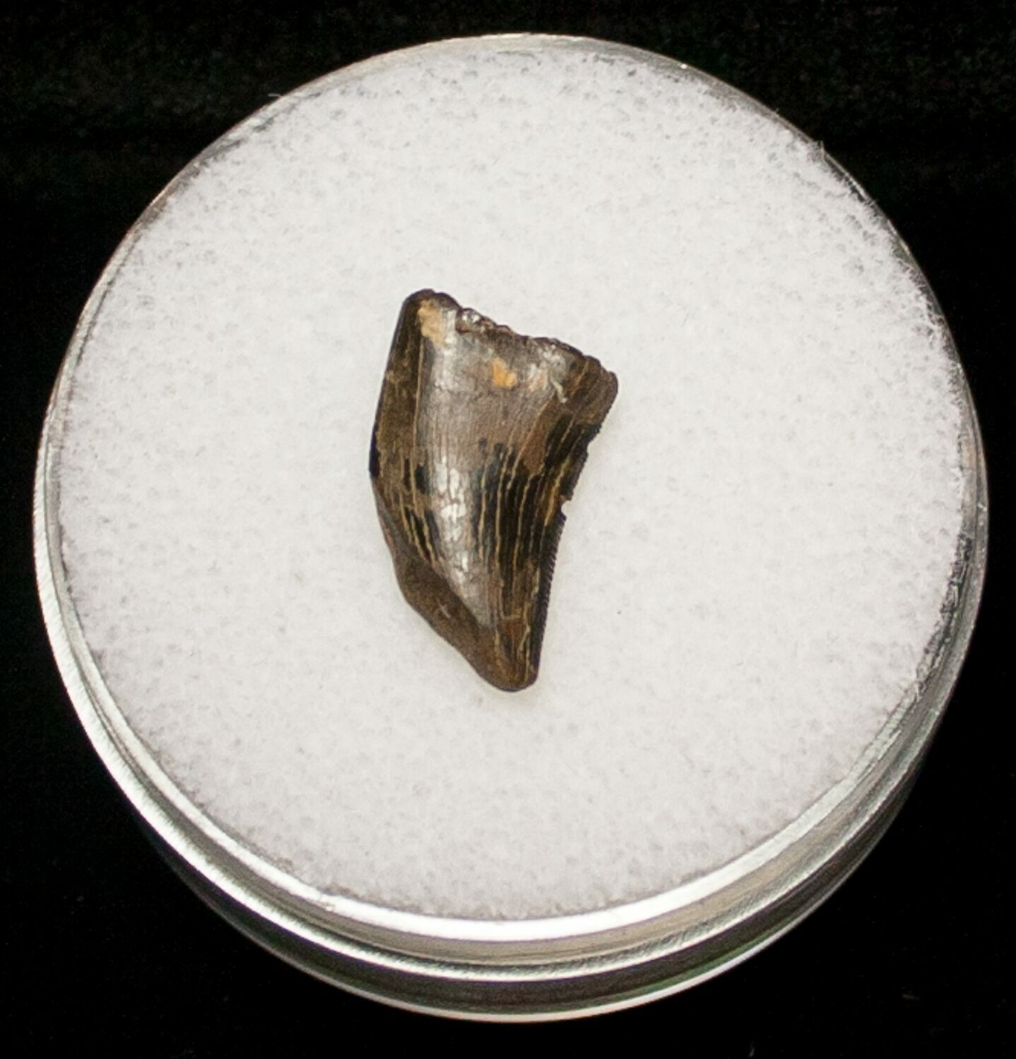.59" Dromaeosaur (Raptor) Tooth - Montana (#8680) For Sale - FossilEra.com