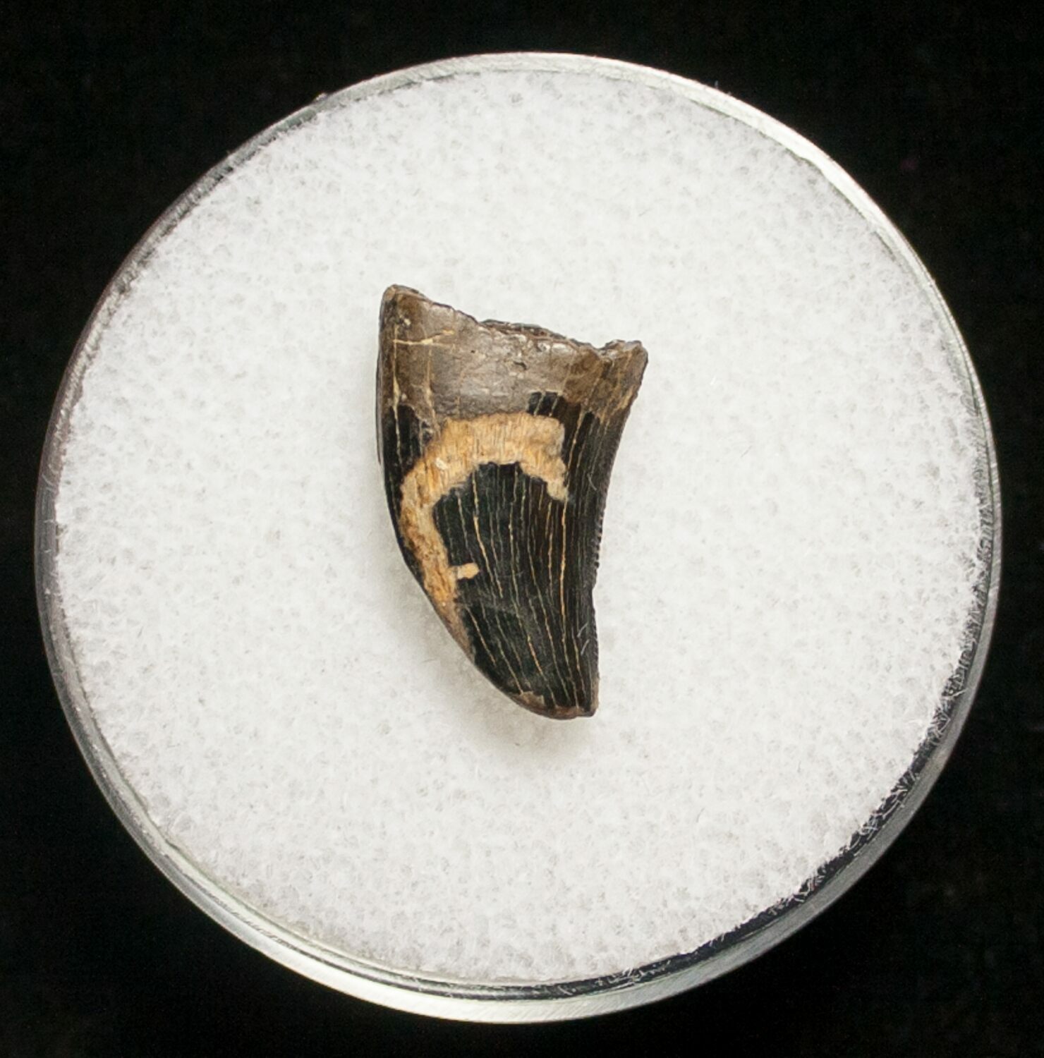 .62" Dromaeosaur (Raptor) Tooth - Montana (#8681) For Sale - FossilEra.com