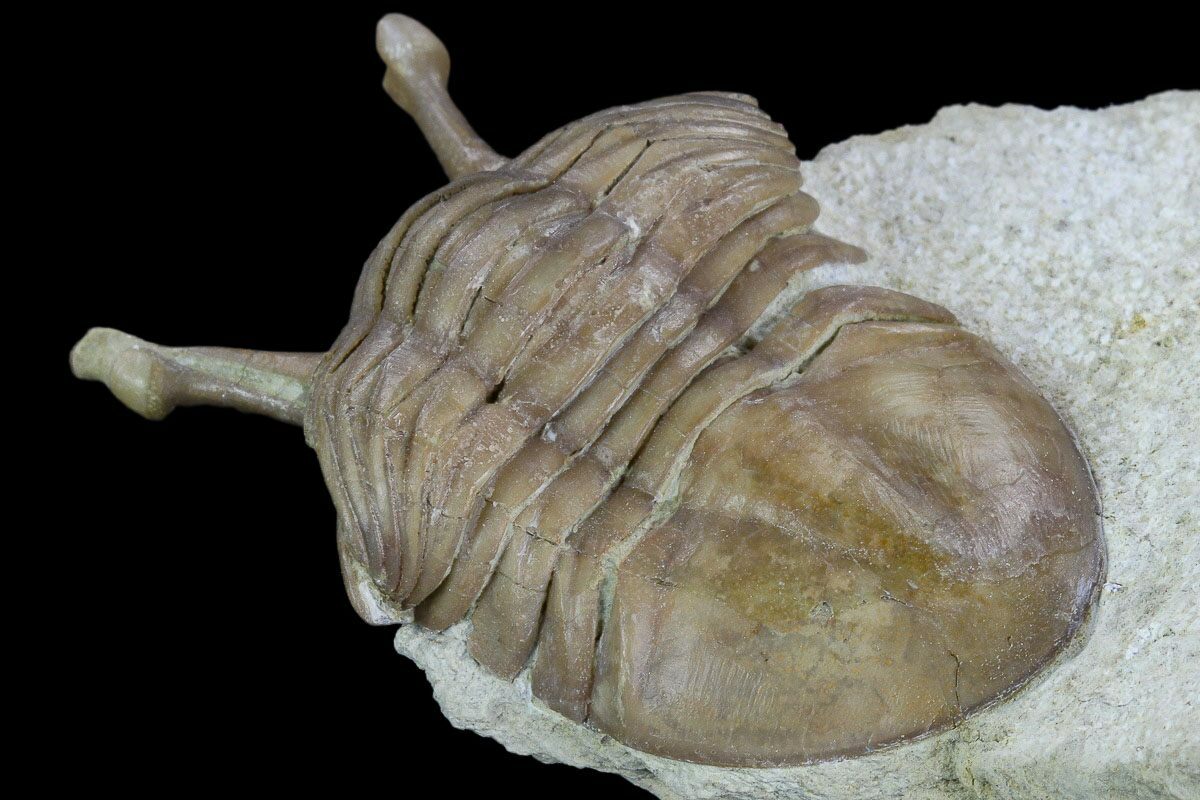 2" Stalk-Eyed Asaphus Kowalewskii Trilobite - Russia (#125660) For Sale ...