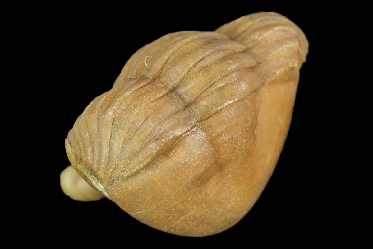 1.15" Wide, Enrolled Asaphus Trilobite - Russia (#126153) For Sale ...