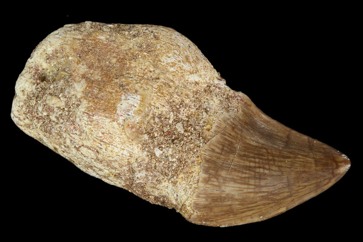 1.6" Fossil Rooted Mosasaur (Prognathodon) Tooth - Morocco (#116929 ...