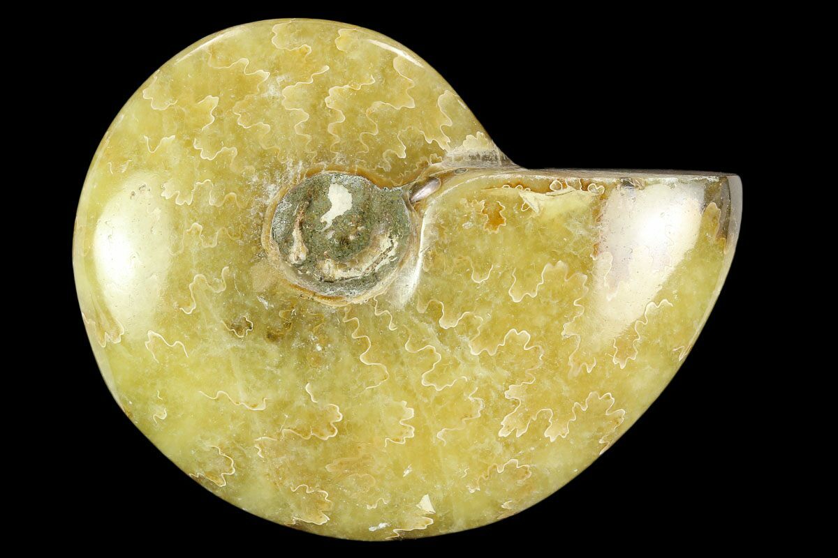 2.5" Polished, Agatized Ammonite (Cleoniceras) - Madagascar (#119143 ...