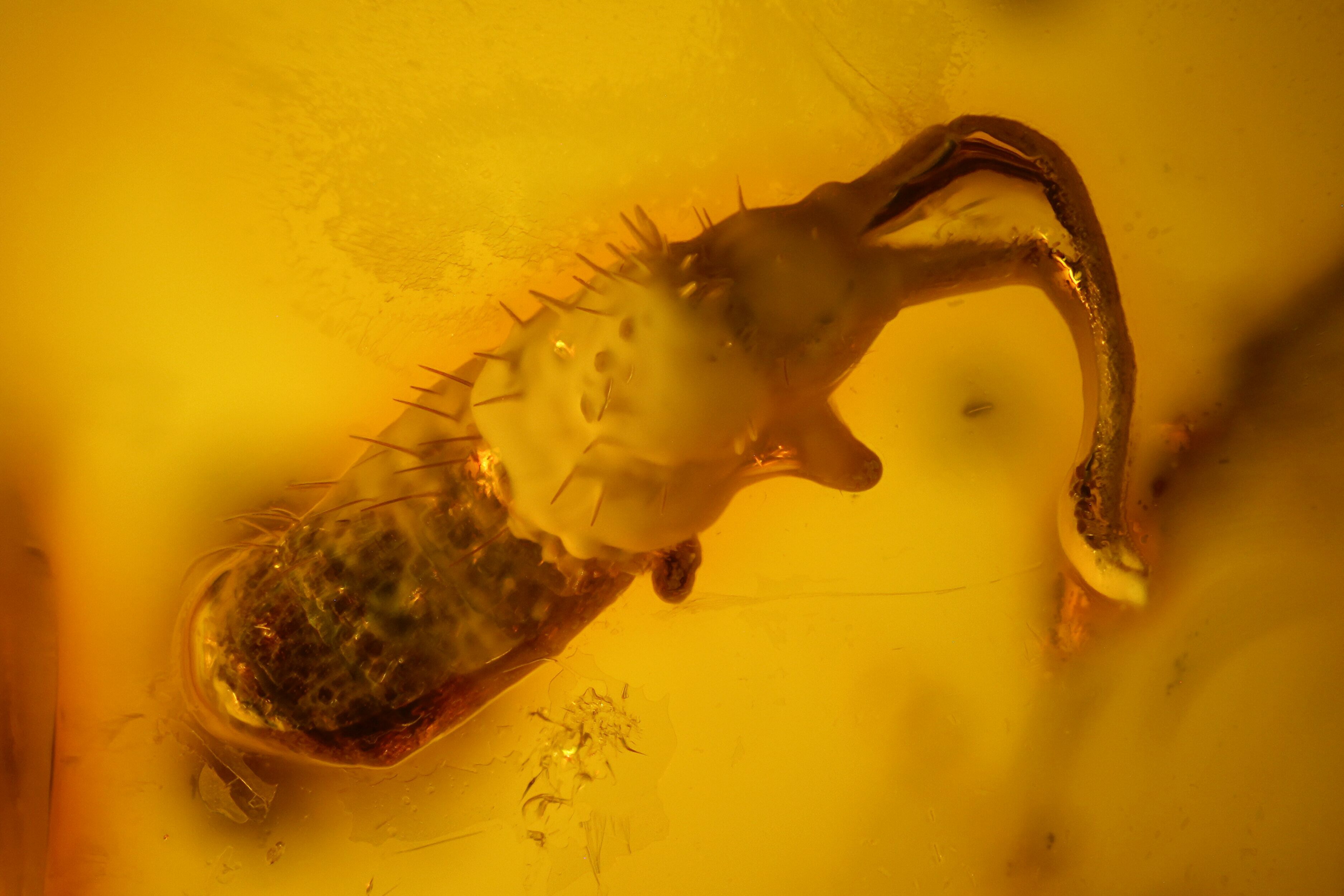 Detailed Fossil Ant and Springtail in Baltic Amber (#128349) For Sale ...