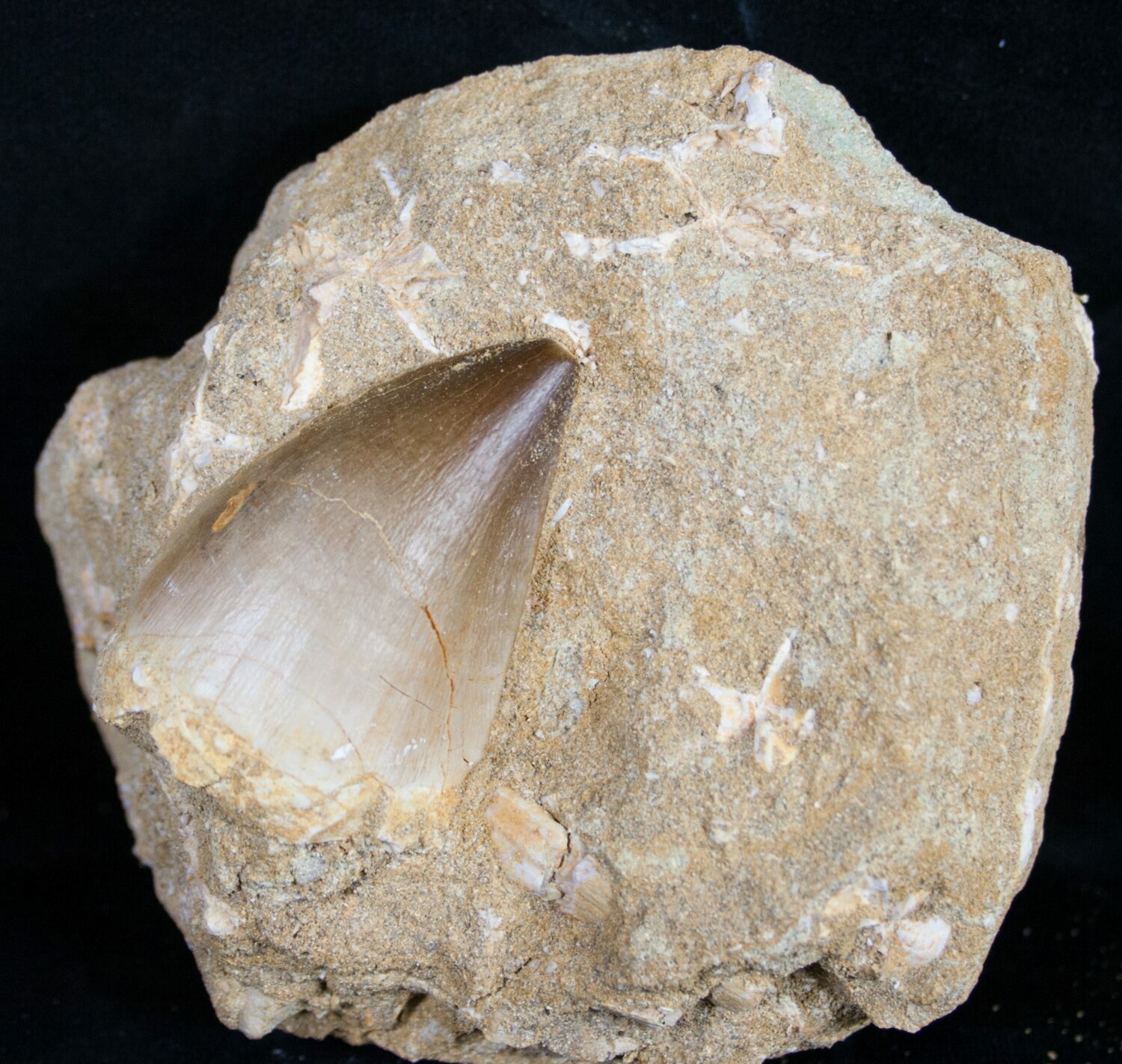 1.8" Long Mosasaurus Tooth In Matrix (#8972) For Sale - FossilEra.com