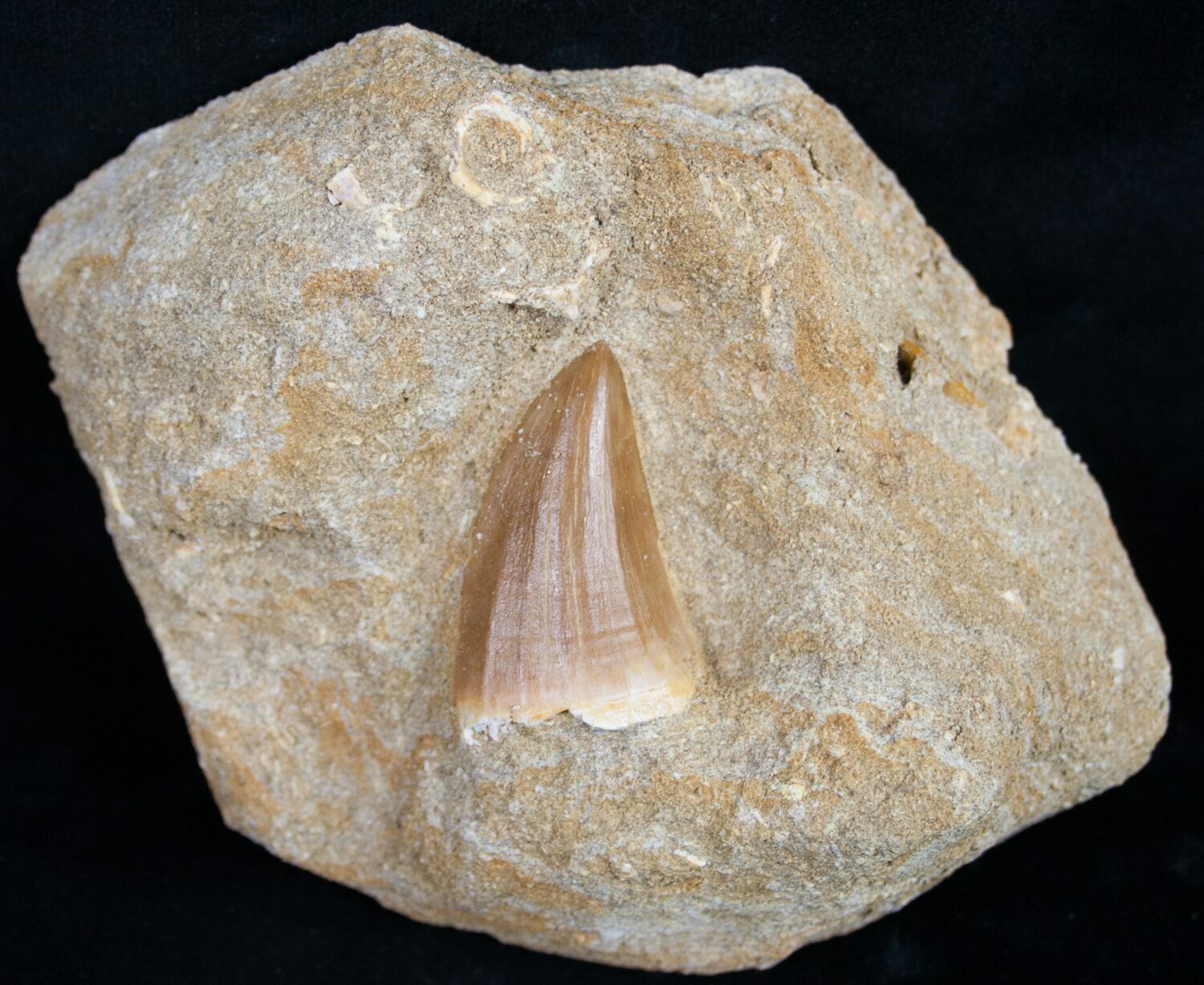1.6" Long Mosasaurus Tooth In Matrix (#8974) For Sale - FossilEra.com