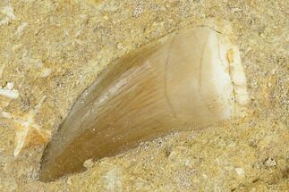 9.7" Mosasaur (Halisaurus) Jaw Sections With 8 Teeth For Sale (#50958 ...