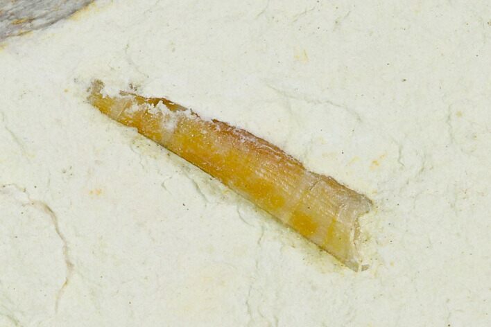 .31" Pterosaur (Rhamphorhynchus?) Tooth - Solnhofen Limestone, Germany ...