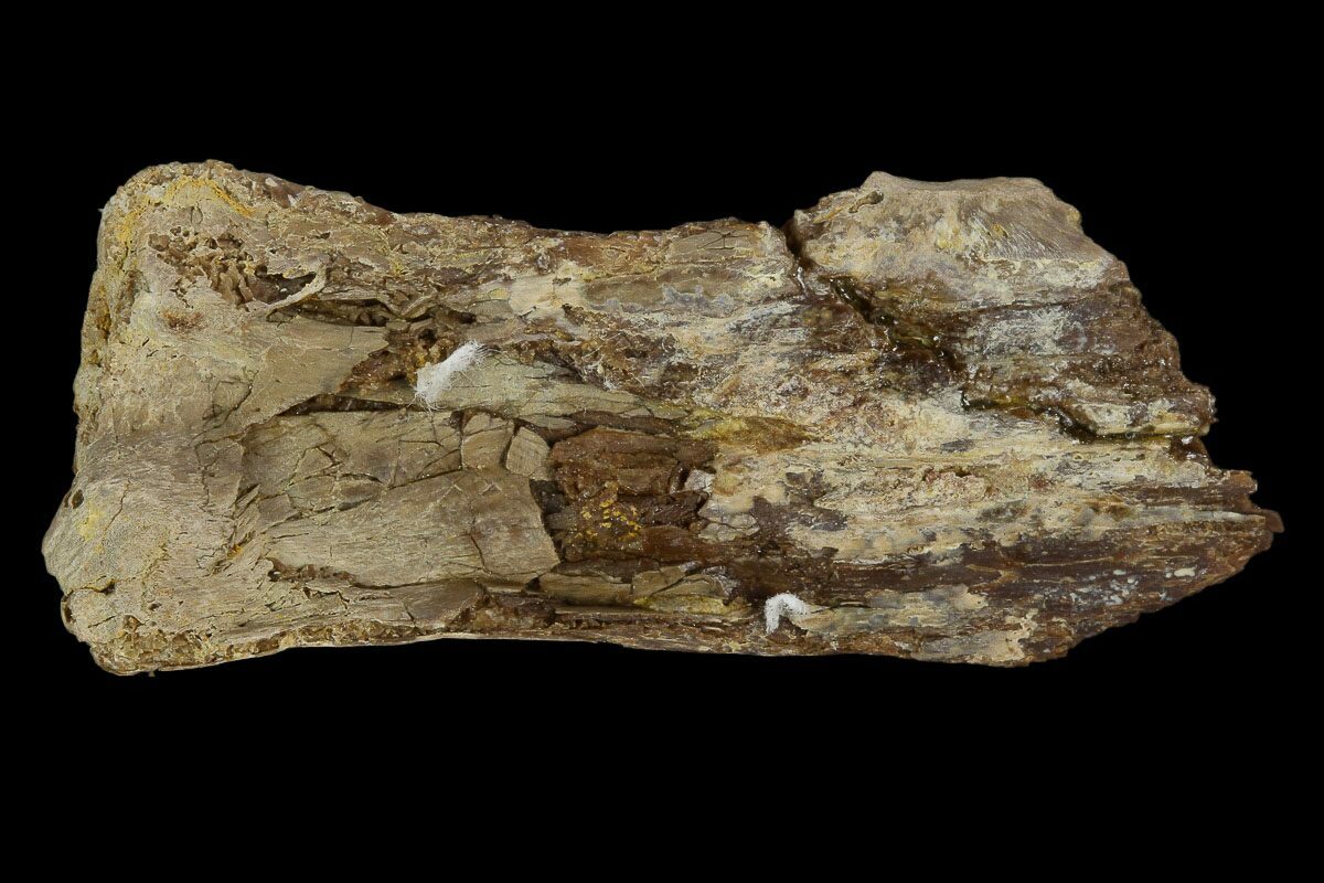 1.7" Fossil Pterosaur (Pteranodon) Phalange Section- Kansas For Sale ...