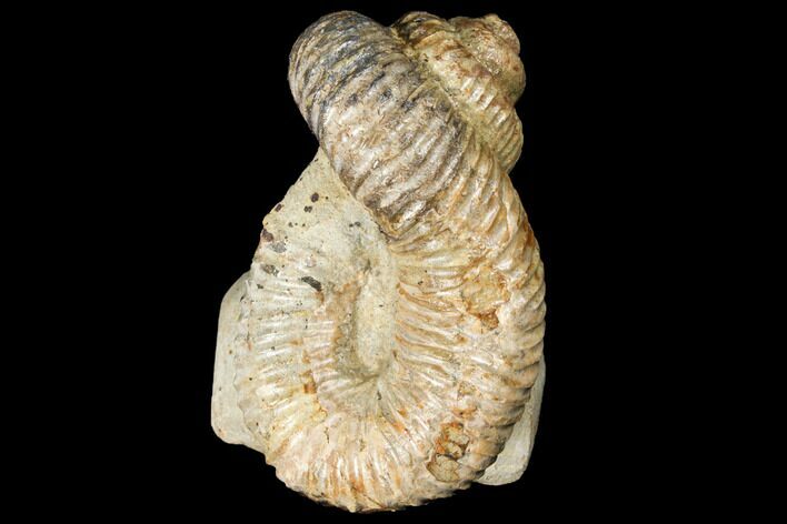 3.35" Fossil Heteromorph (Nostoceras) Ammonite - Madagascar (#129522 ...