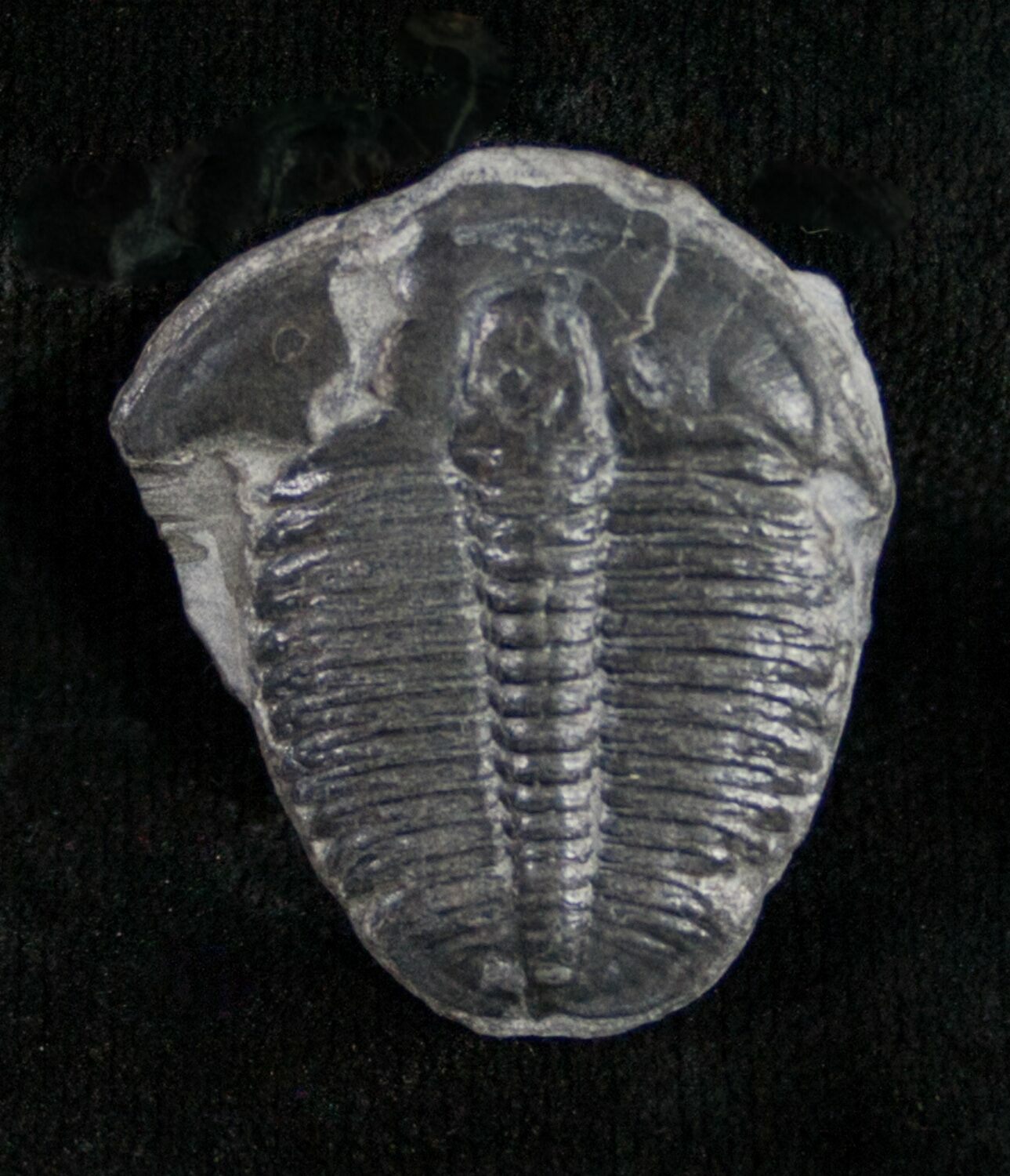 .99" Elrathia Trilobite - Utah (#9177) For Sale - FossilEra.com