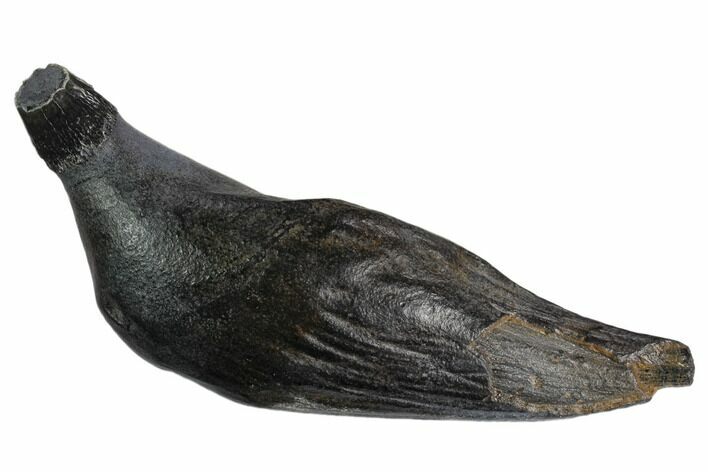5.5" Fossil Sperm Whale (Scaldicetus) Tooth (#130178) For Sale ...