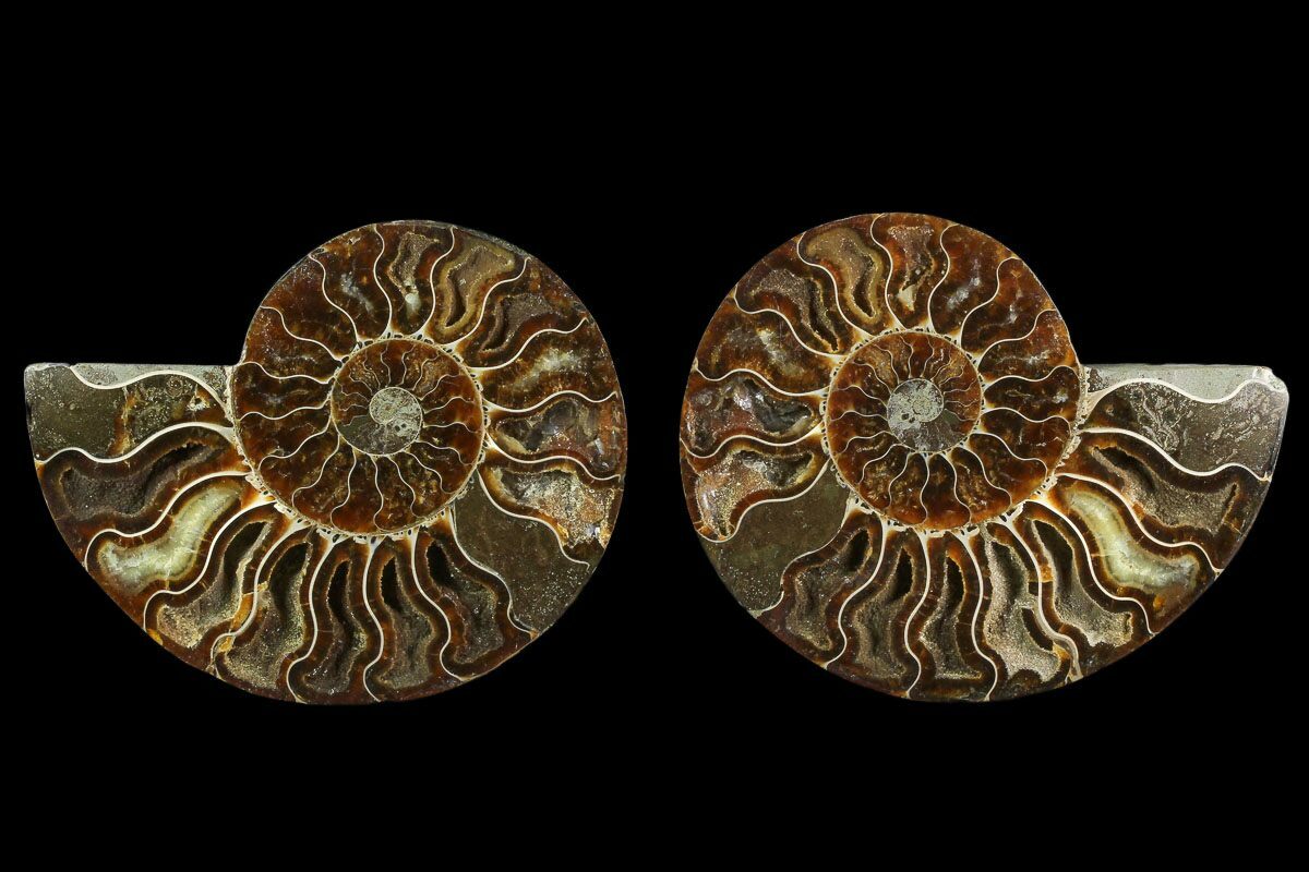 5.2" Agatized Ammonite Fossil - Beautiful Preservation (#130016) For ...