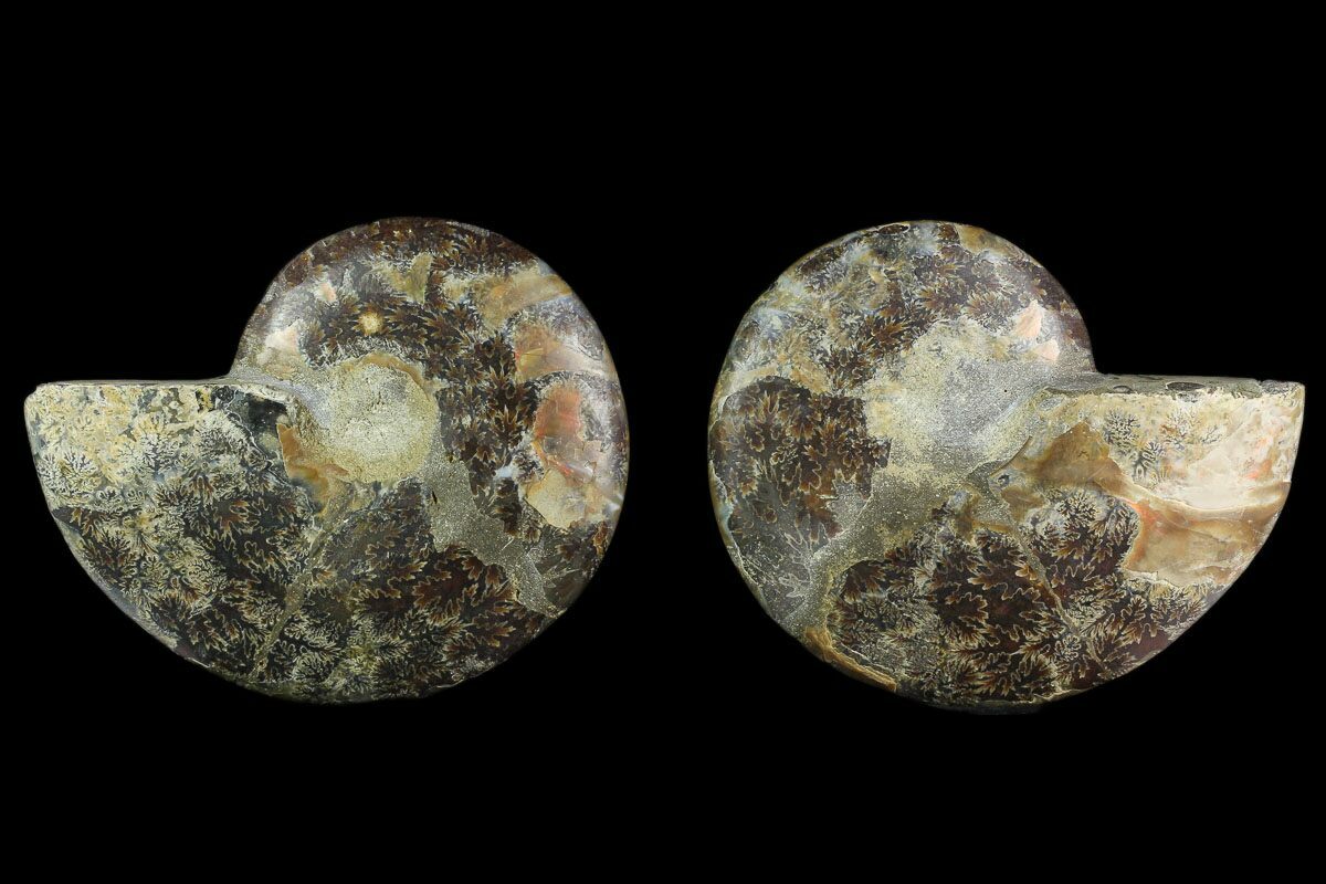 5.2" Agatized Ammonite Fossil - Beautiful Preservation (#130016) For ...