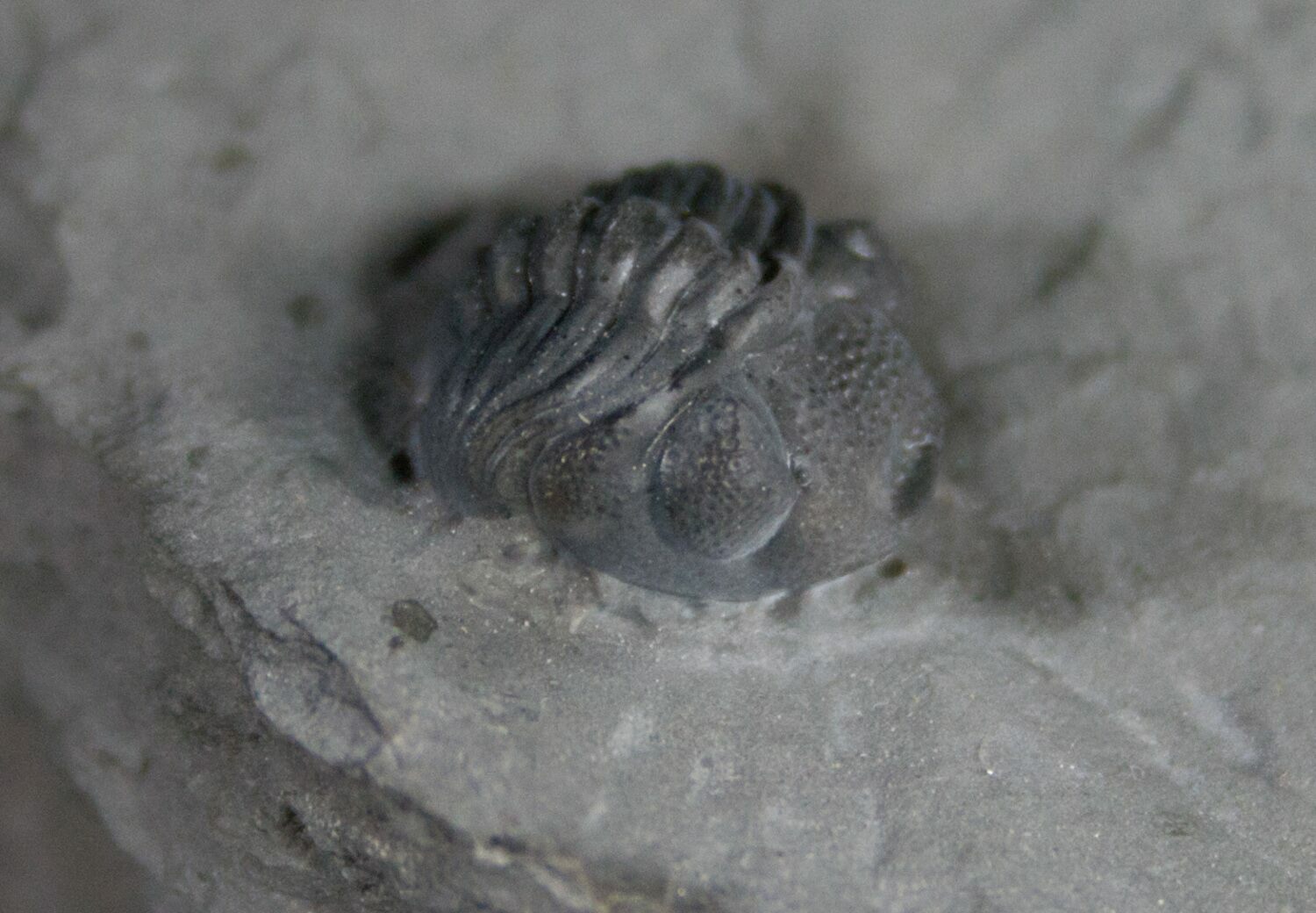 Enrolled Eldredgeops Trilobite From New York (#9204) For Sale ...
