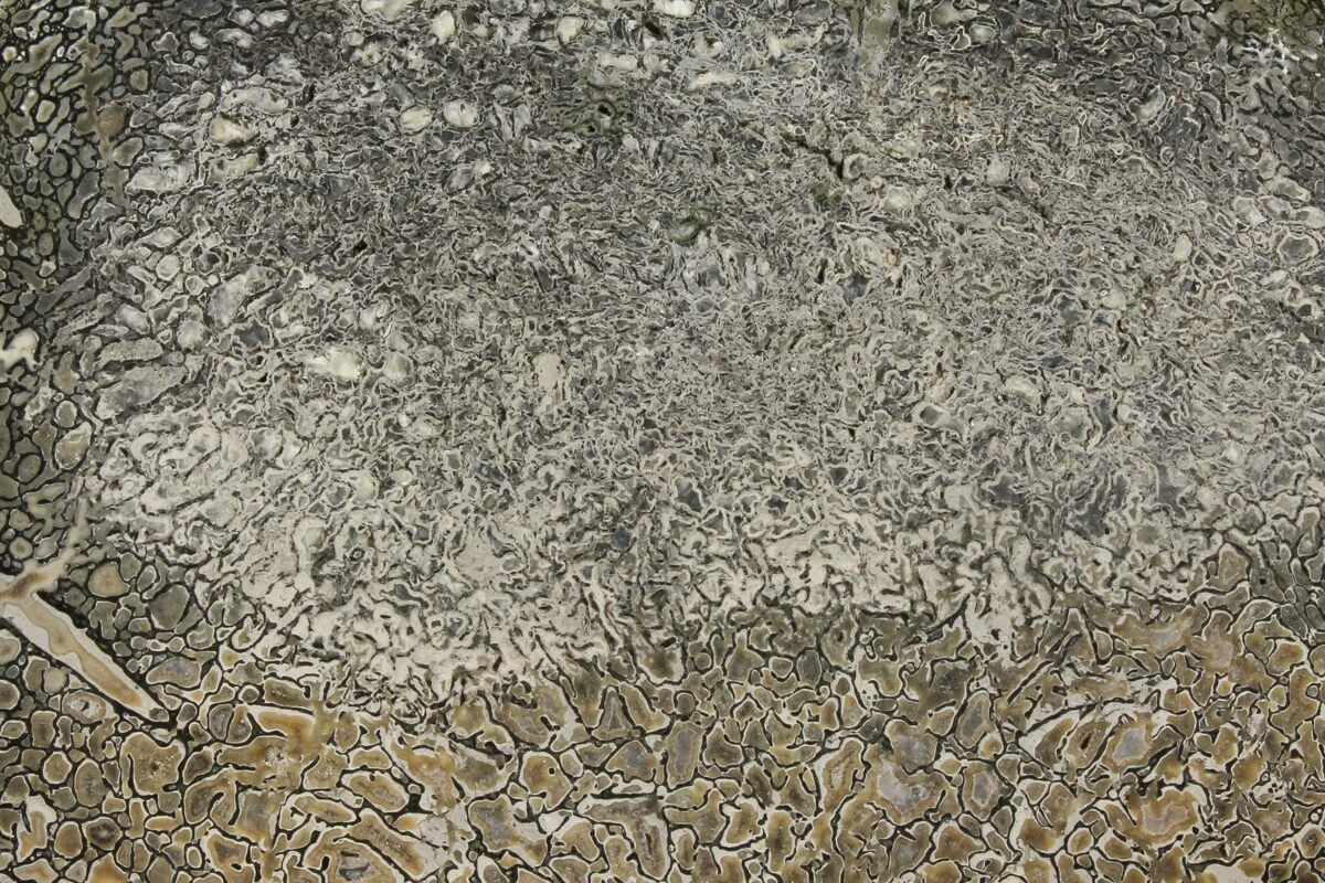 4.8" Pyritized, Polished Iguanodon Bone - Isle Of Wight (#131197) For ...