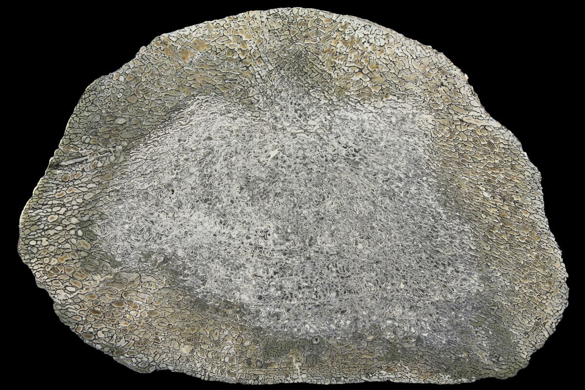 7.4" Pyritized, Polished Iguanodon Bone - Isle Of Wight (#131211) For ...
