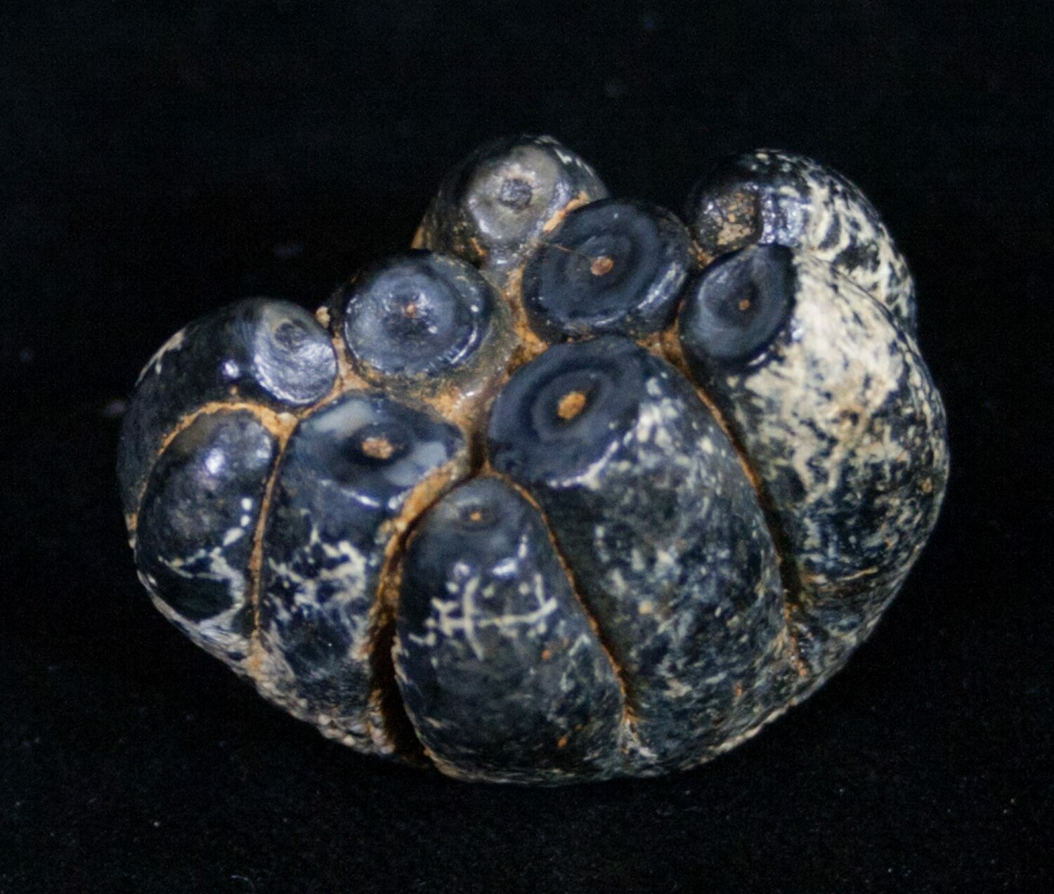 Rare Desmostylus Tooth (Hippo Like Animal) (#9352) For Sale - FossilEra.com