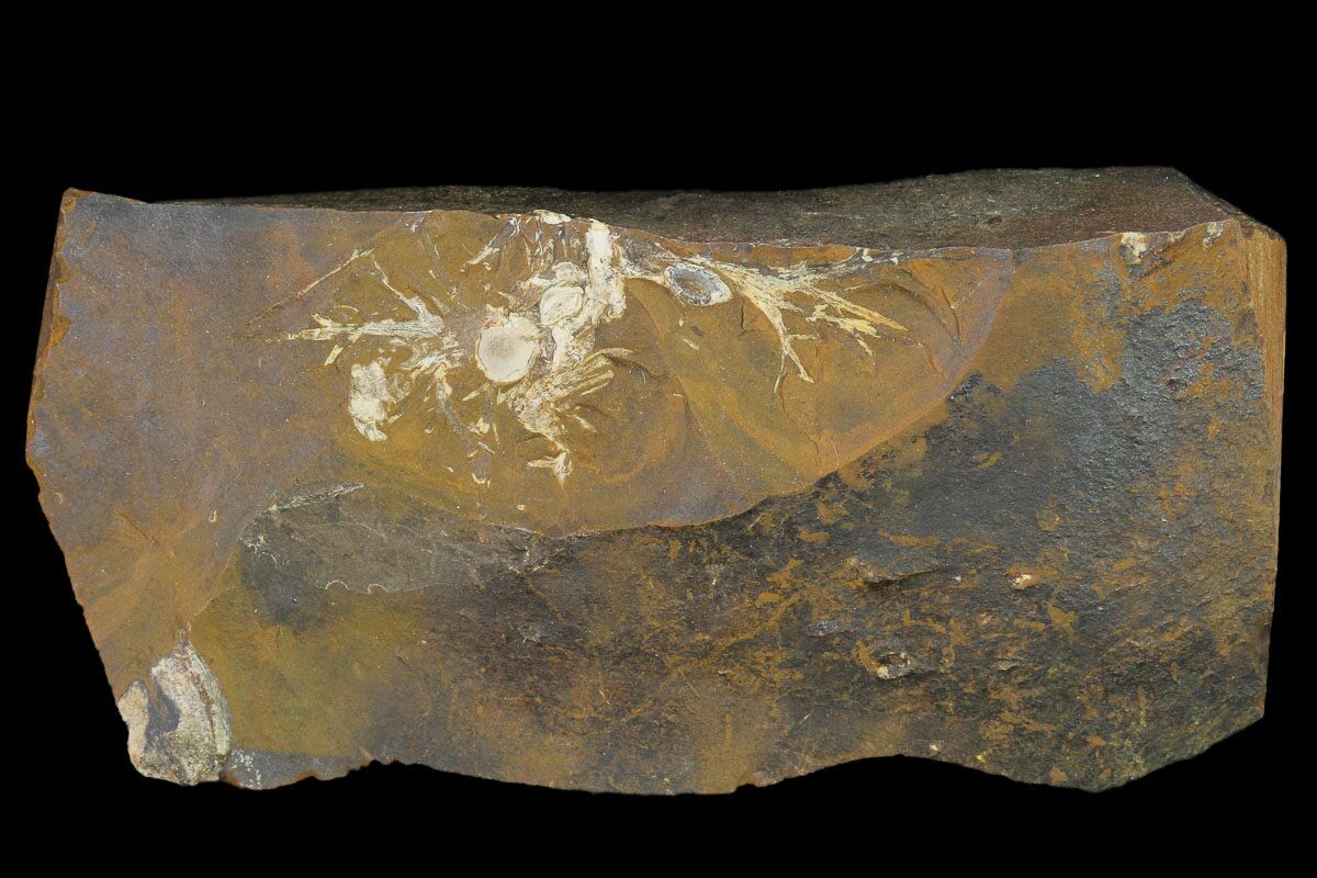 Paleocene Fossil Seed Pod Cluster - North Dakota (#133026) For Sale ...