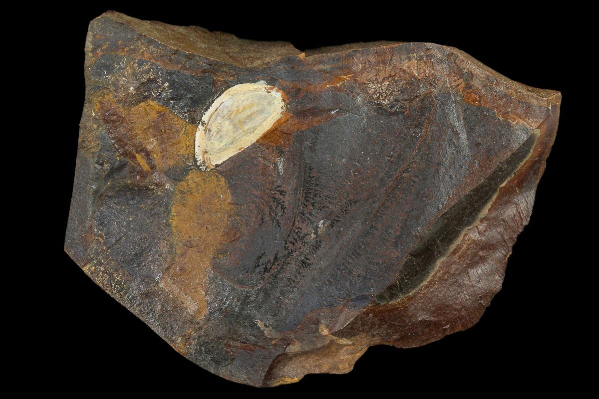 .55" Paleocene Fossil Seed Pod - North Dakota (#133041) For Sale ...